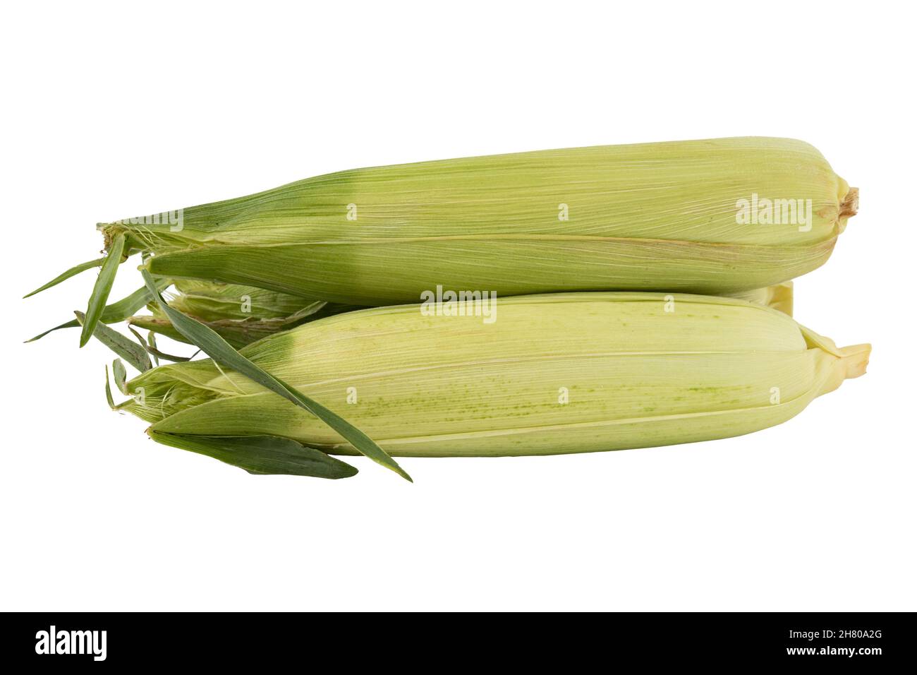 fresh corn ears with green leaves isolated on white background, heap of ...