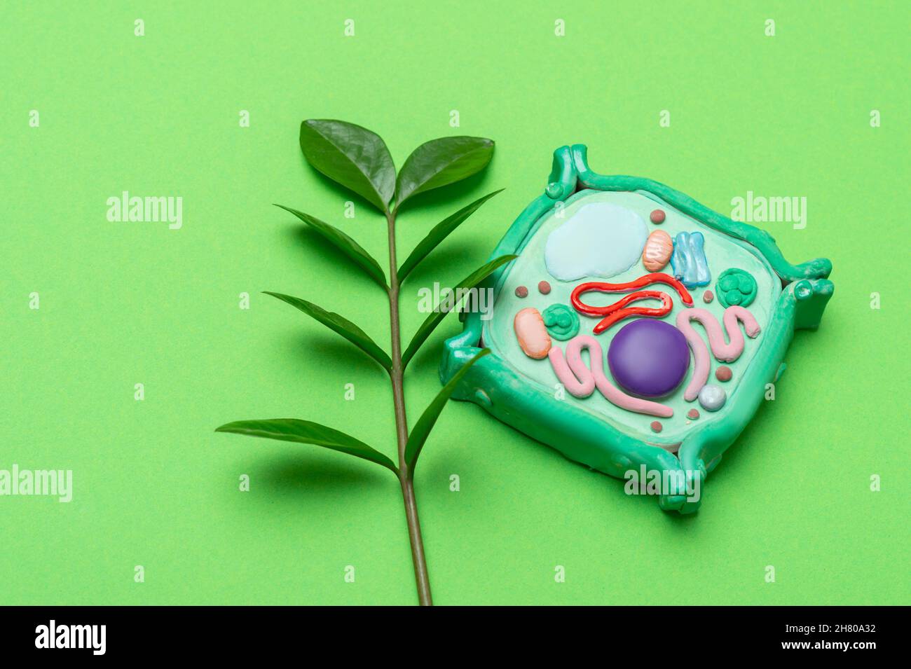 Model of plant cell on green background. Green world and education ...