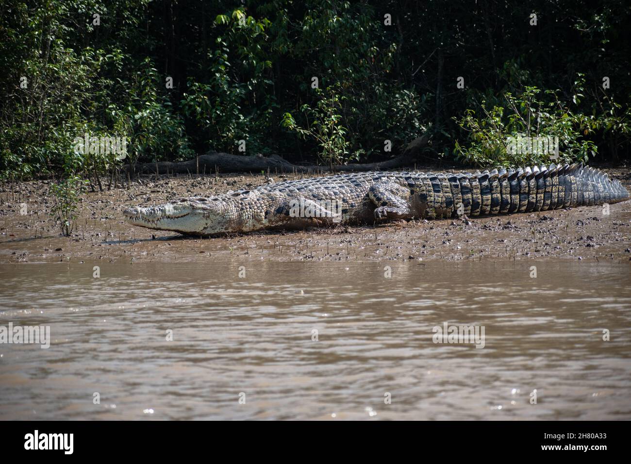 Eat a crocodile hi-res stock photography and images - Alamy