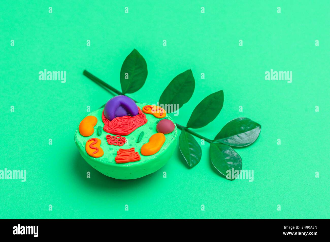 Model of plant cell on green background. Green world and education ...