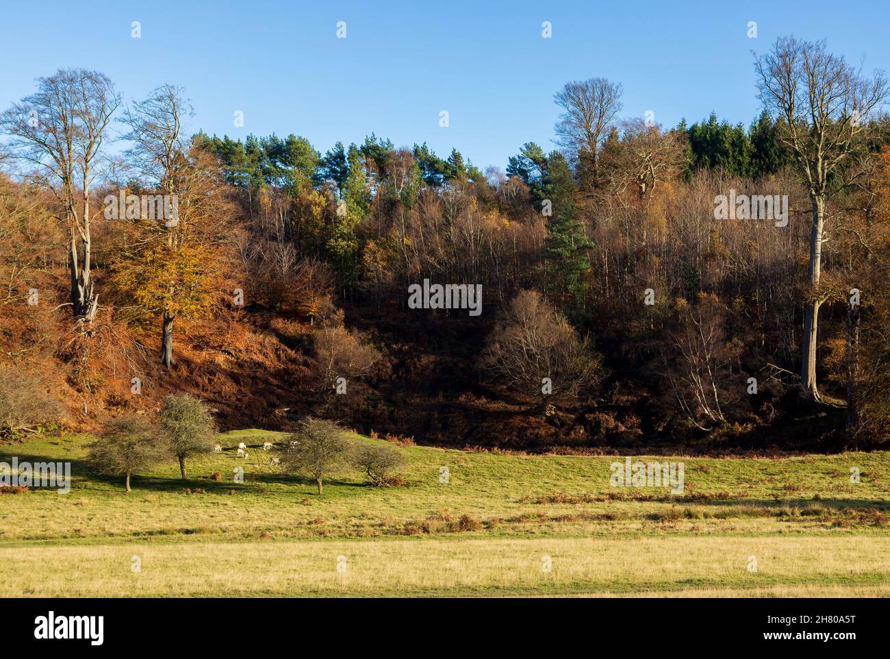 National Trust property at Knole Park in full autumn colour, Kent Stock ...