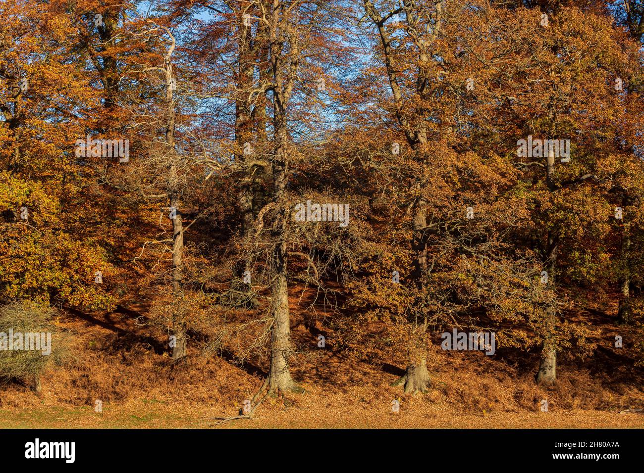 National Trust property at Knole Park in full autumn colour, Kent Stock ...
