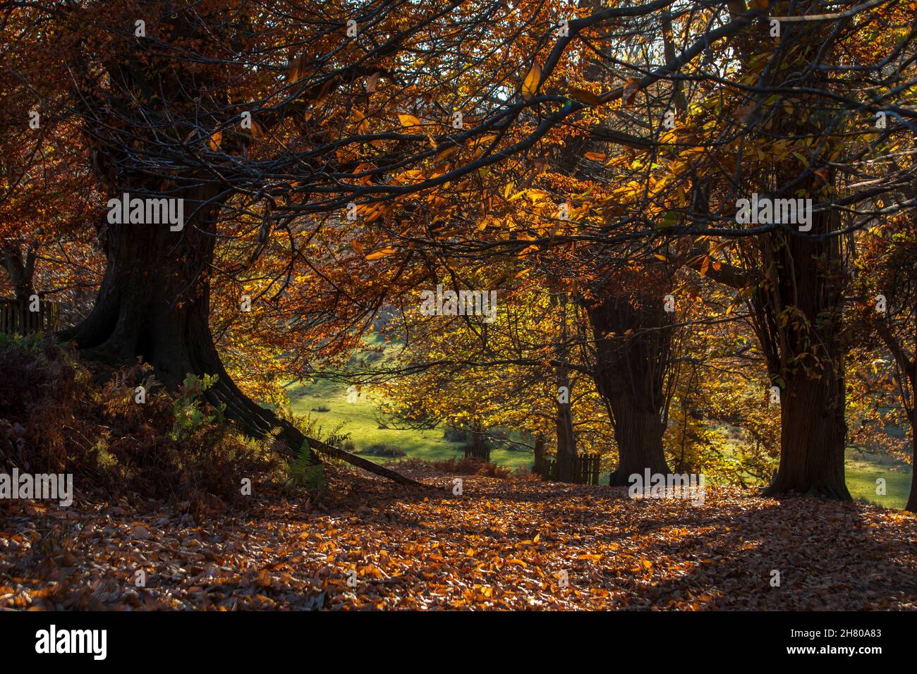 National Trust property at Knole Park in full autumn colour, Kent Stock ...