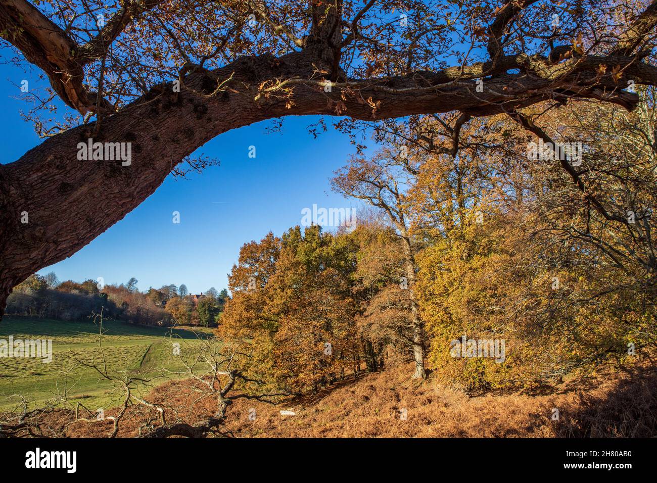 National Trust property at Knole Park in full autumn colour, Kent Stock ...