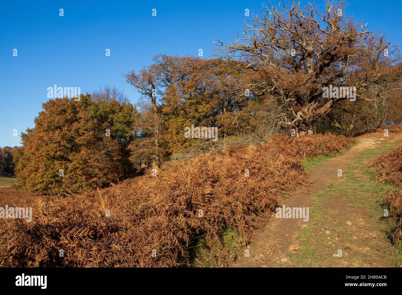 National Trust property at Knole Park in full autumn colour, Kent Stock ...