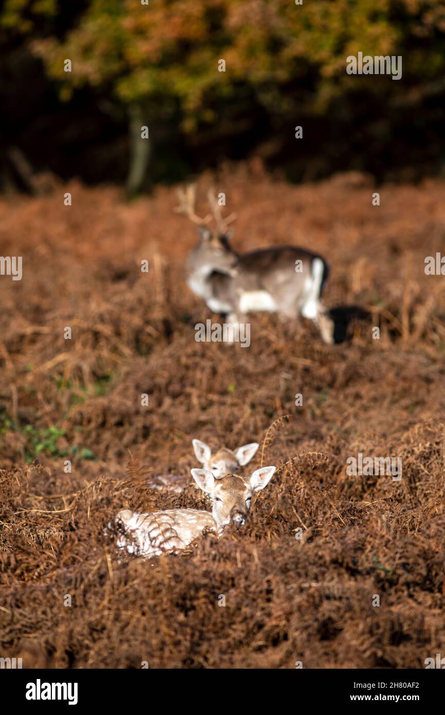 Fallow deer at Knole Park in the autumn sun Stock Photo - Alamy