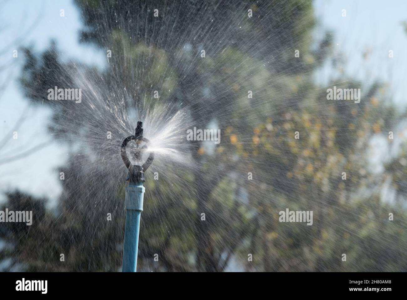 Springer watering plants hi-res stock photography and images - Alamy
