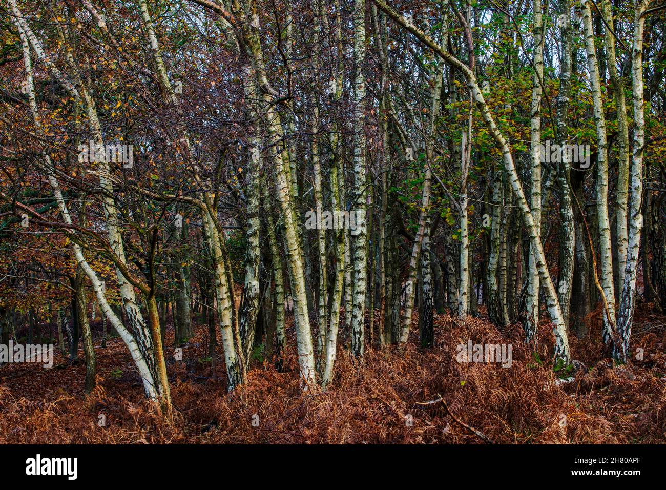 Autumn forests in Knole Park, Sevenoaks, Kent Stock Photo - Alamy