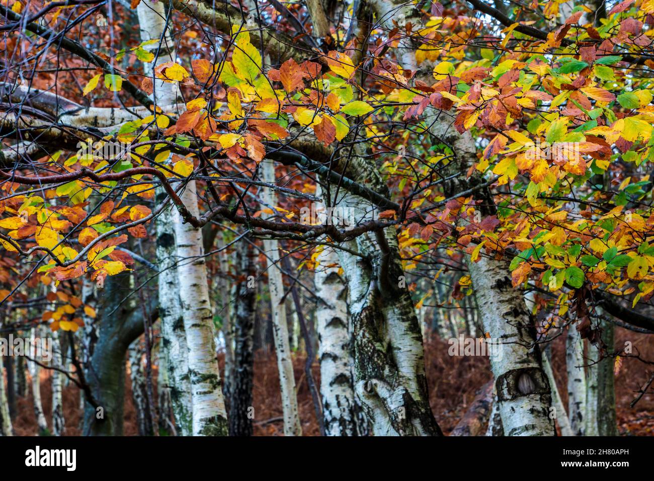 Autumn forests in Knole Park, Sevenoaks, Kent Stock Photo - Alamy