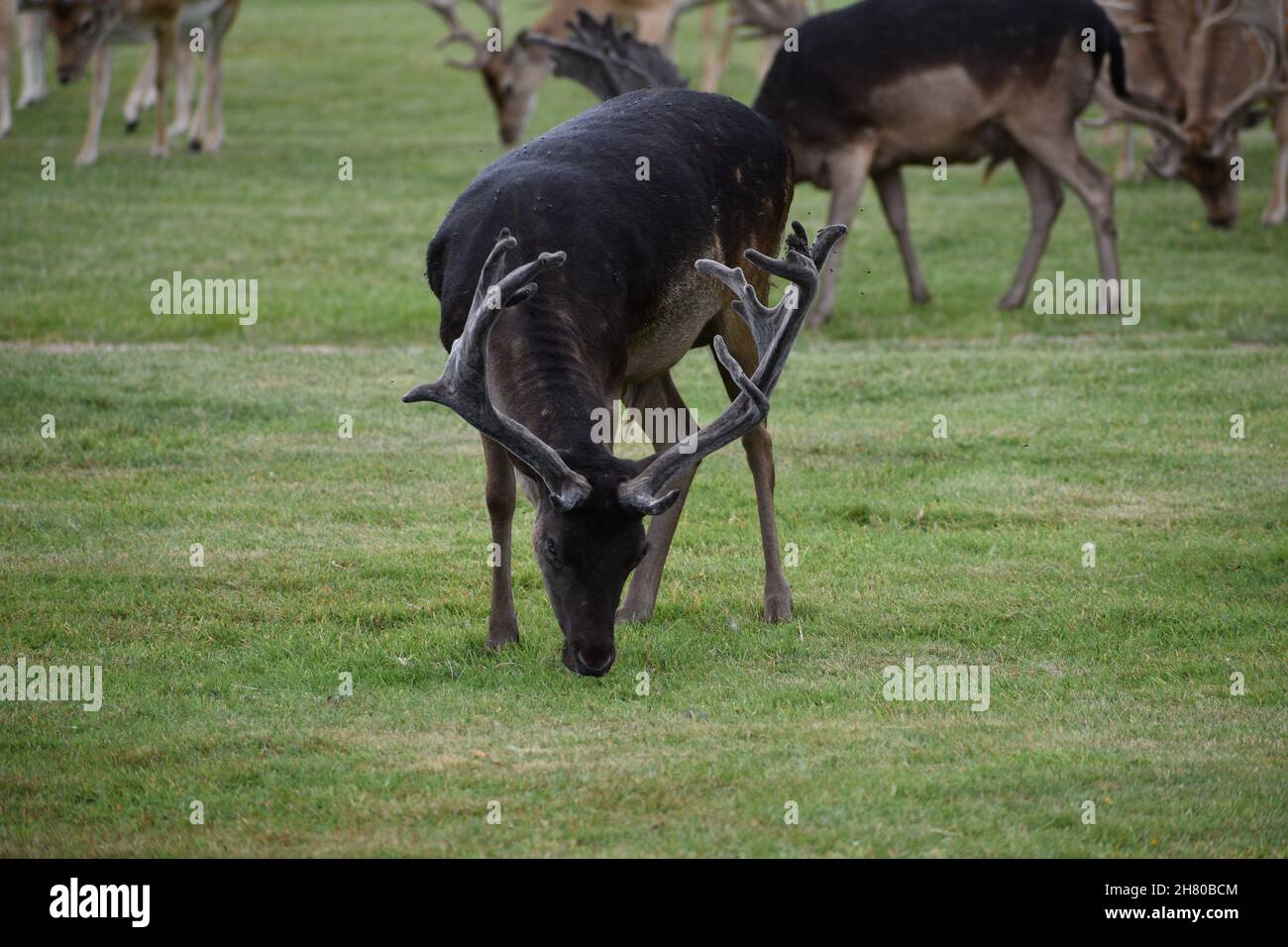 Black fallow deer hi-res stock photography and images - Alamy