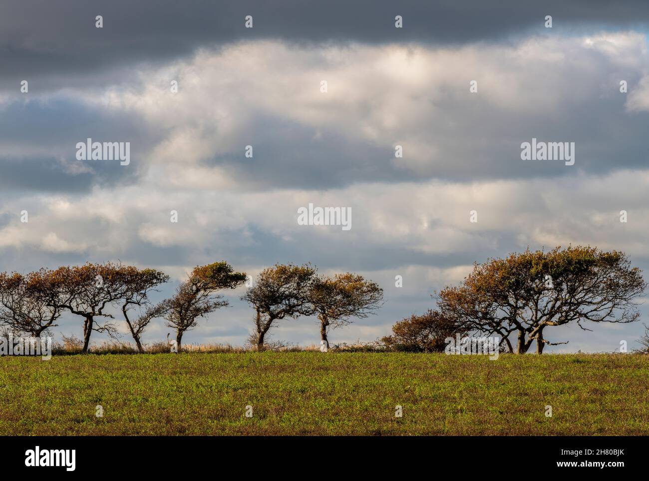 row of trees on horizon in a field under a dark and threatening sky ...