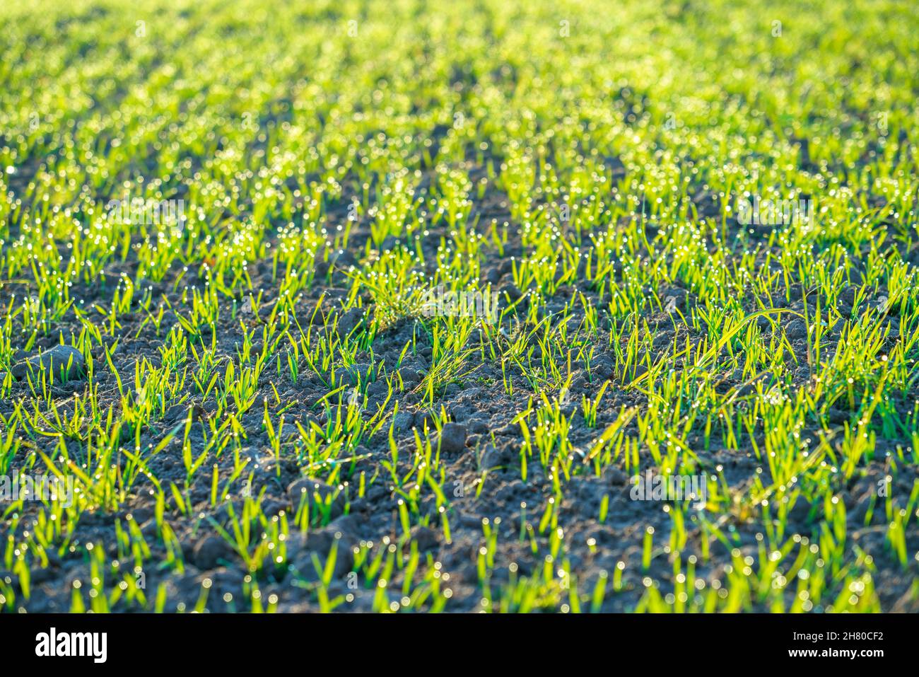Sprout field hi-res stock photography and images - Alamy
