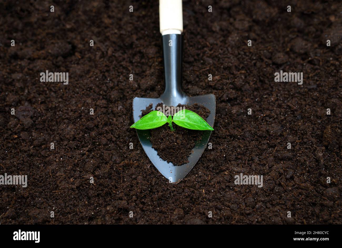 Tiny baby plant in a pile of soil on a gardening tool ready for ...