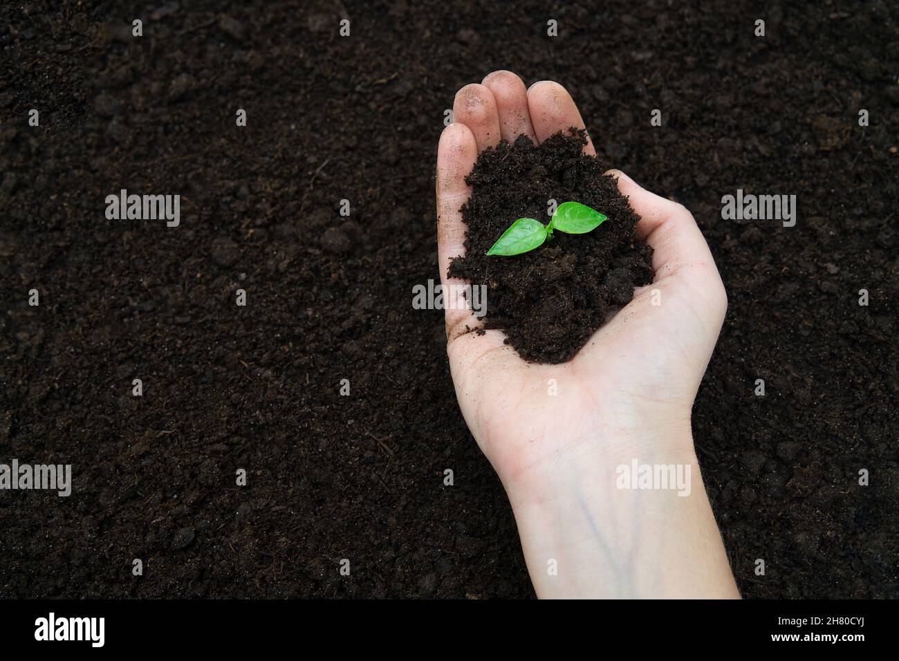 Handful of soil with a seedling. The concept of the planet recovery and ...
