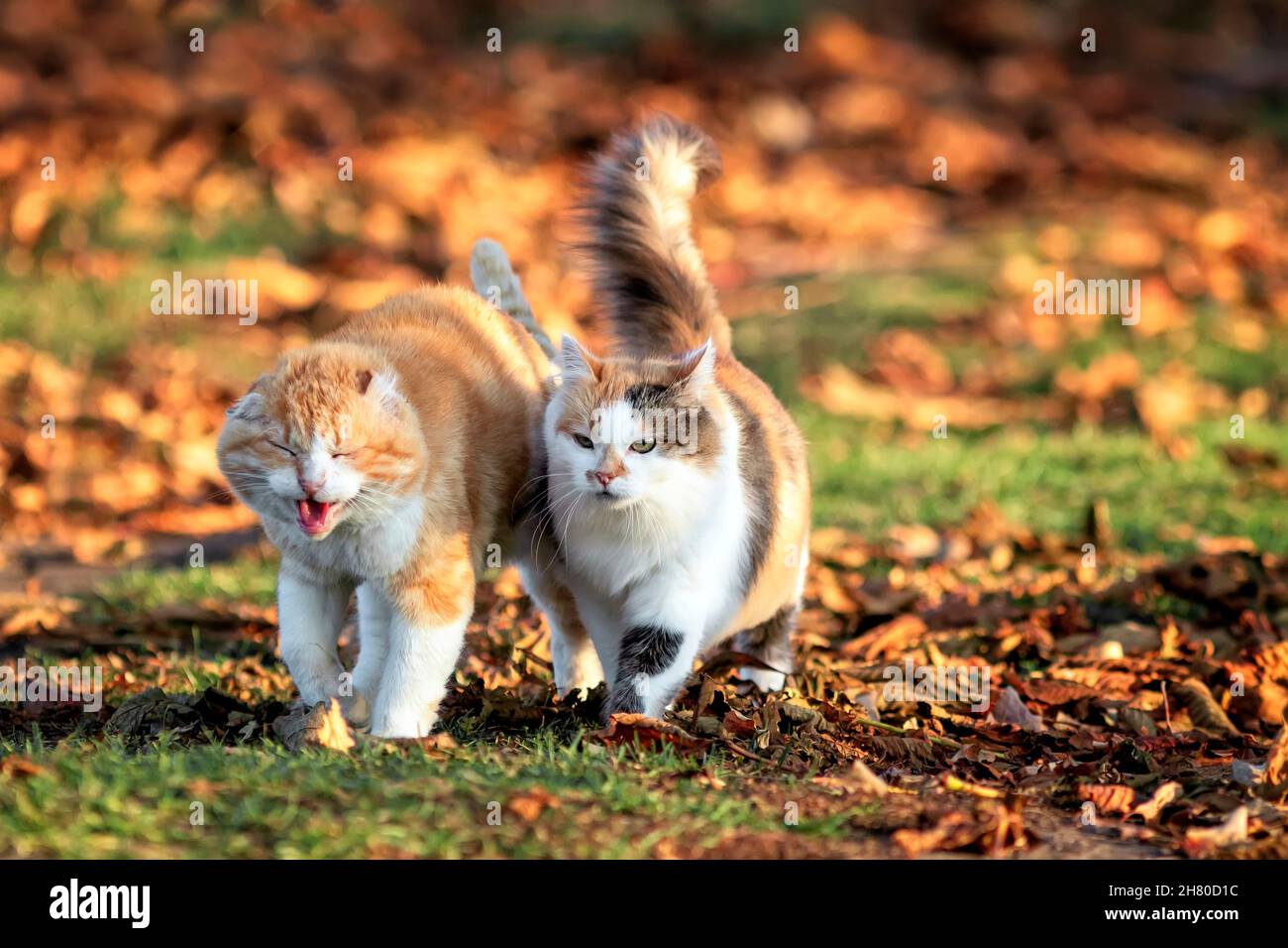 Two cats walking hi-res stock photography and images - Alamy