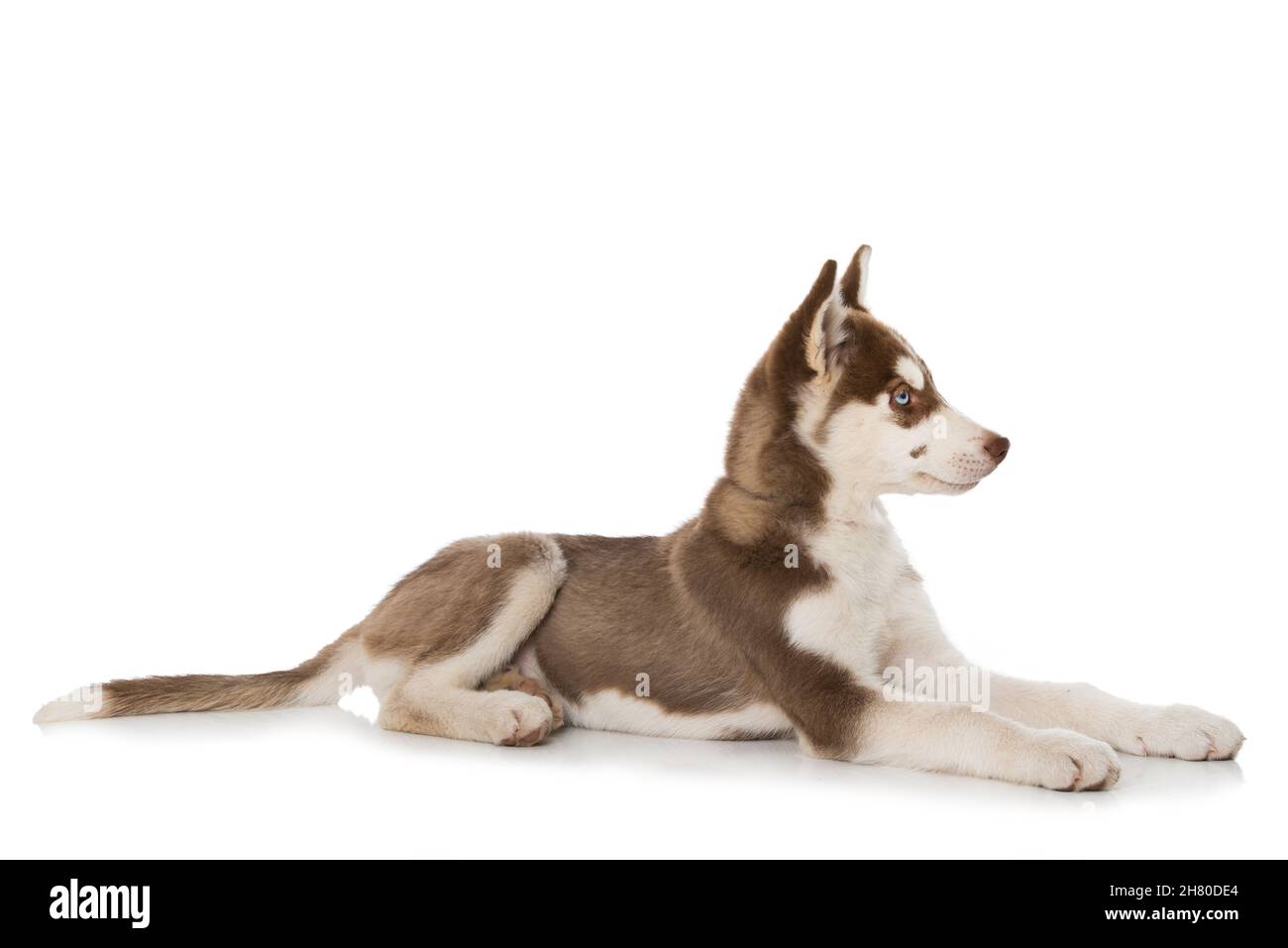 Husky puppy isolated on white background Stock Photo - Alamy