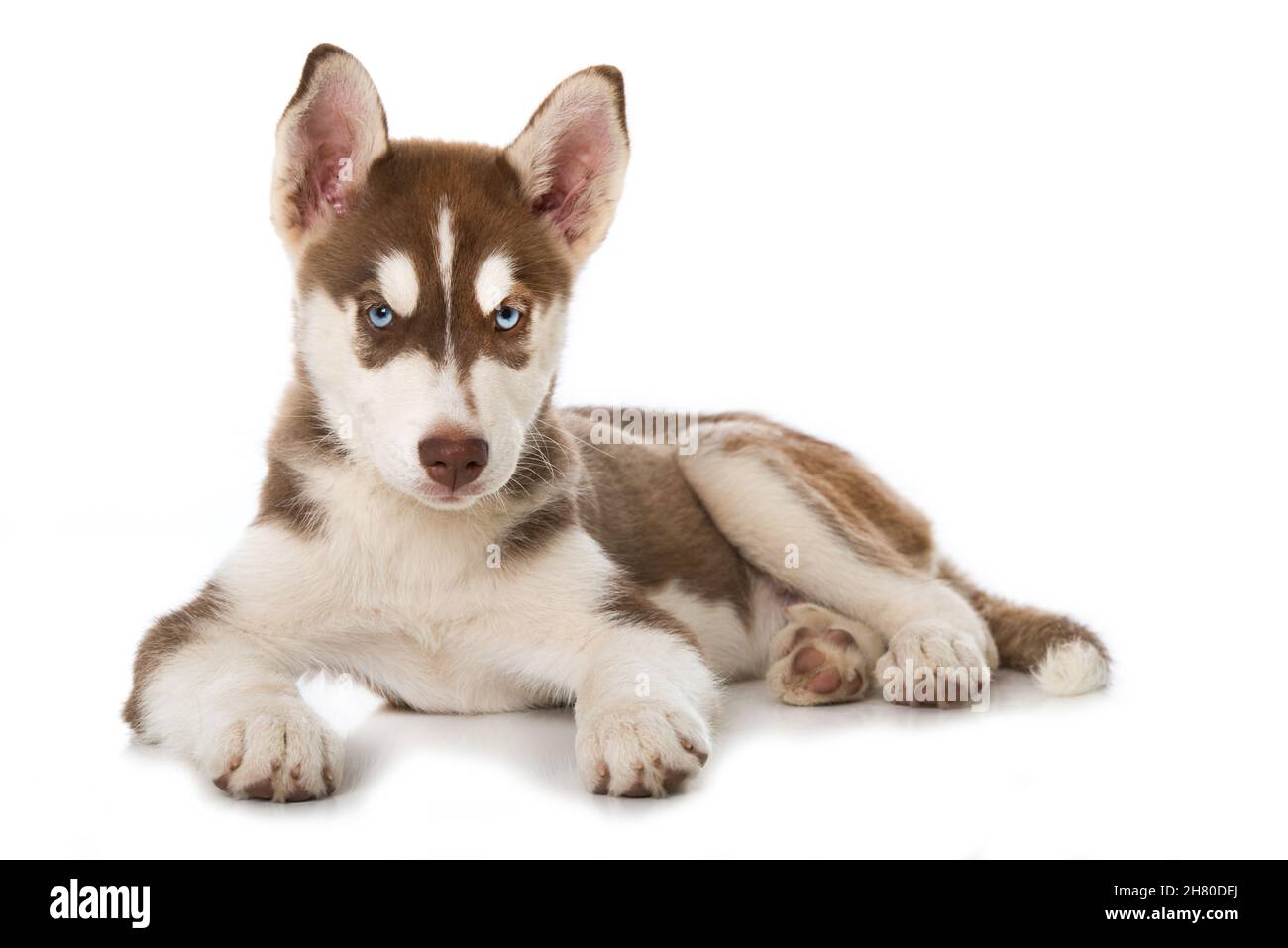 Husky puppy isolated on white background Stock Photo - Alamy