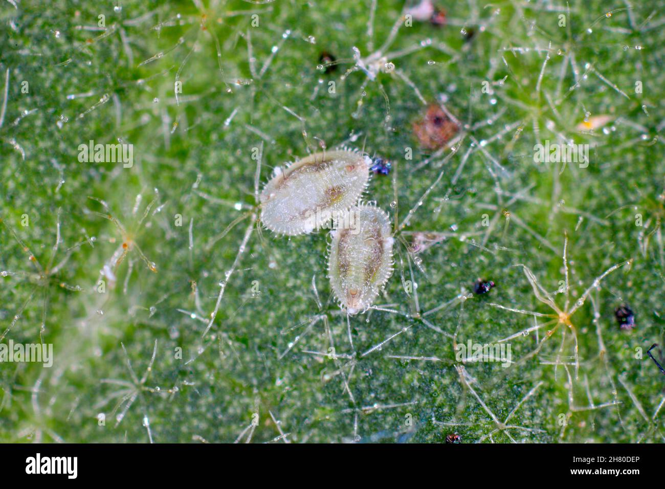 Greenhouse whitefly Trialeurodes vaporariorum puparium on the leaf. It ...