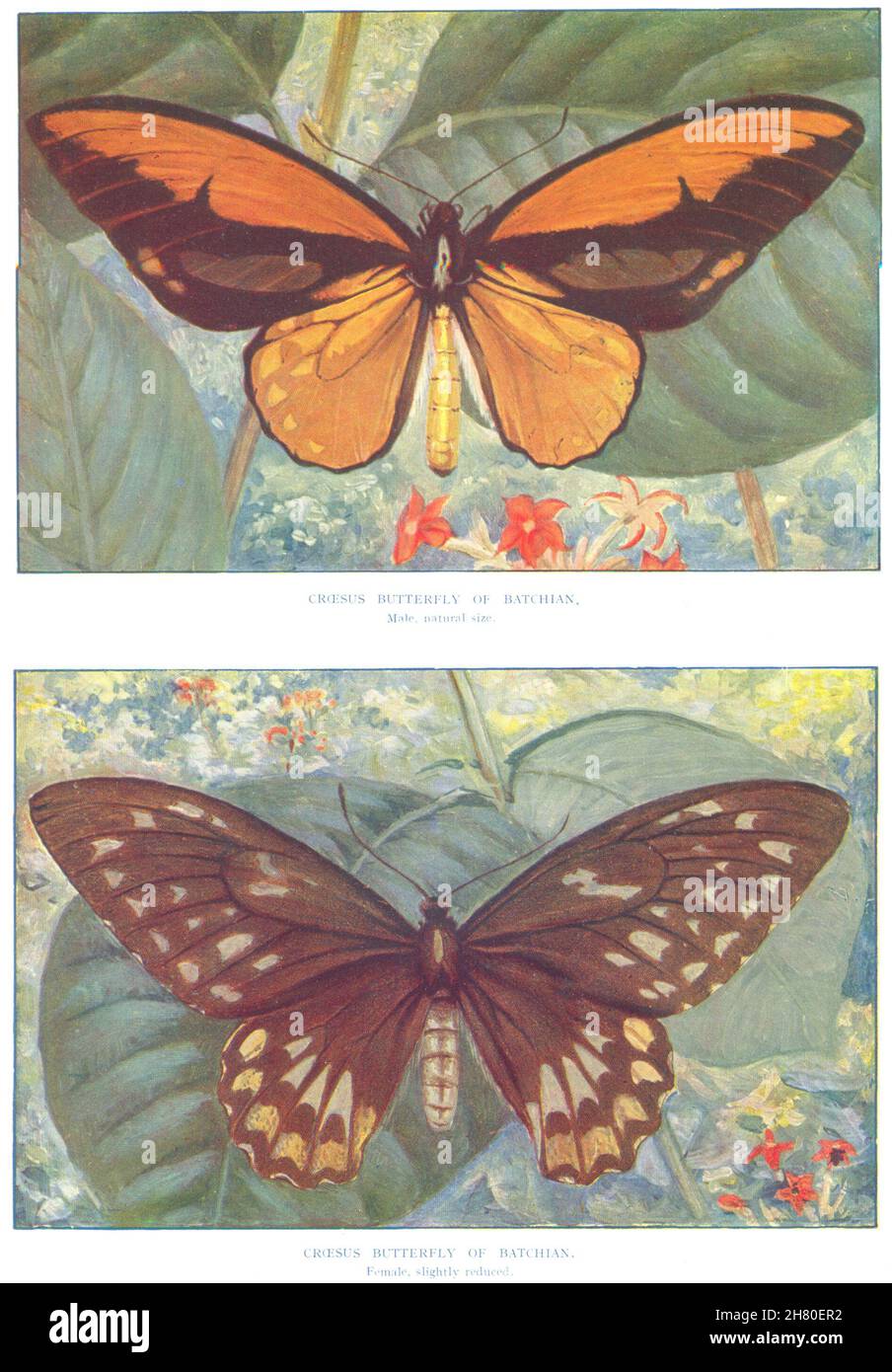 BUTTERFLIES. Croesus Male and Female. (Batchian) (Hutchinson) 1927 old ...