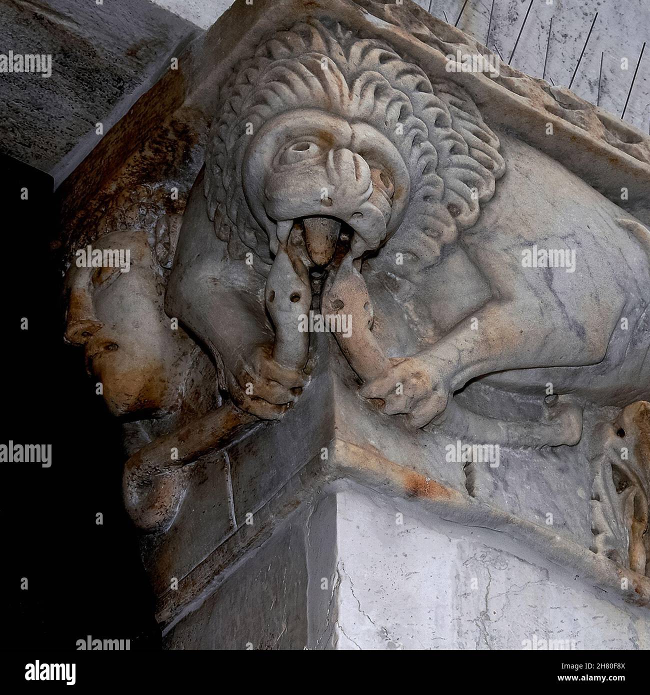 Square detail of a marble medieval lion, about to devour two serpents ...