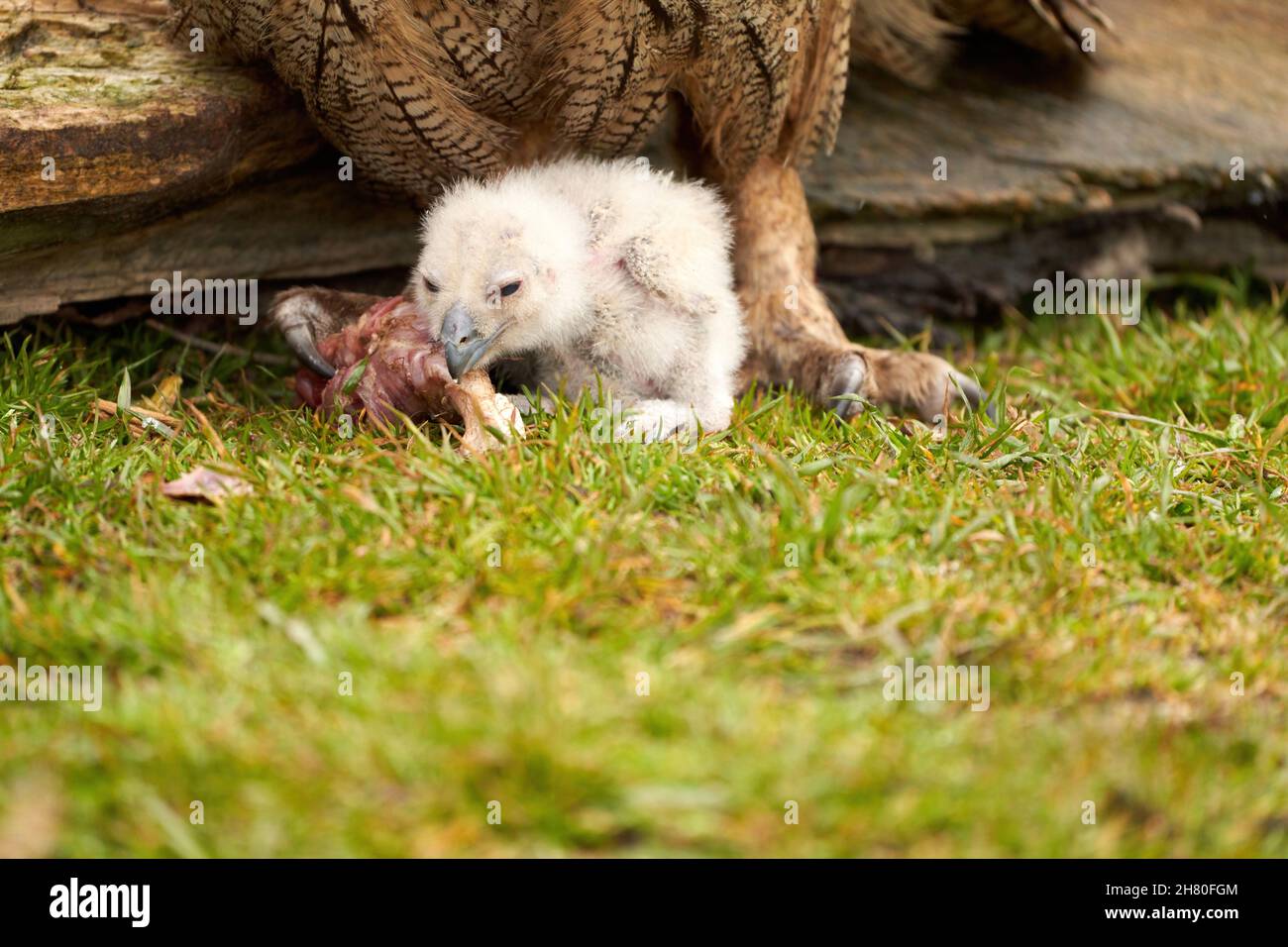 Meat Eating Bird High Resolution Stock Photography and Images - Alamy