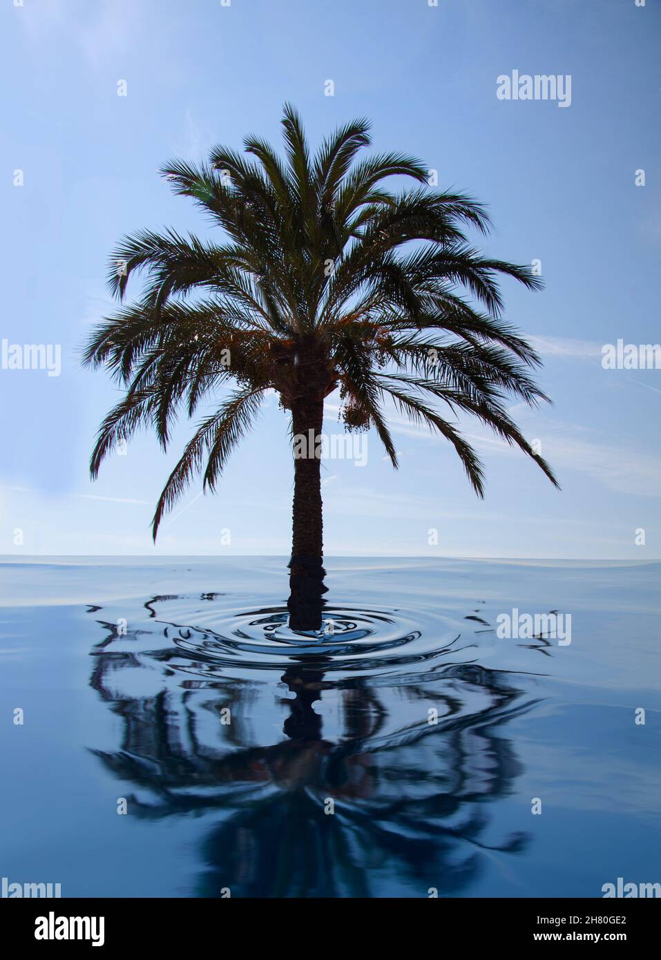 Lone palm tree under water. Reflection in the sea. Climate change and ...