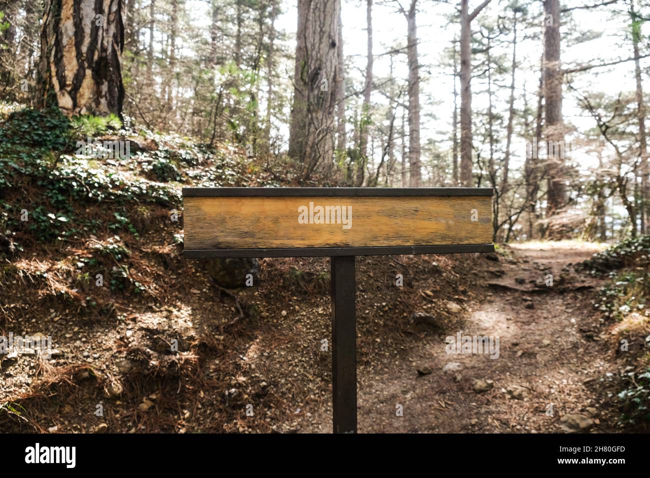 Wooden sign on the path in a mystical forest Stock Photo - Alamy