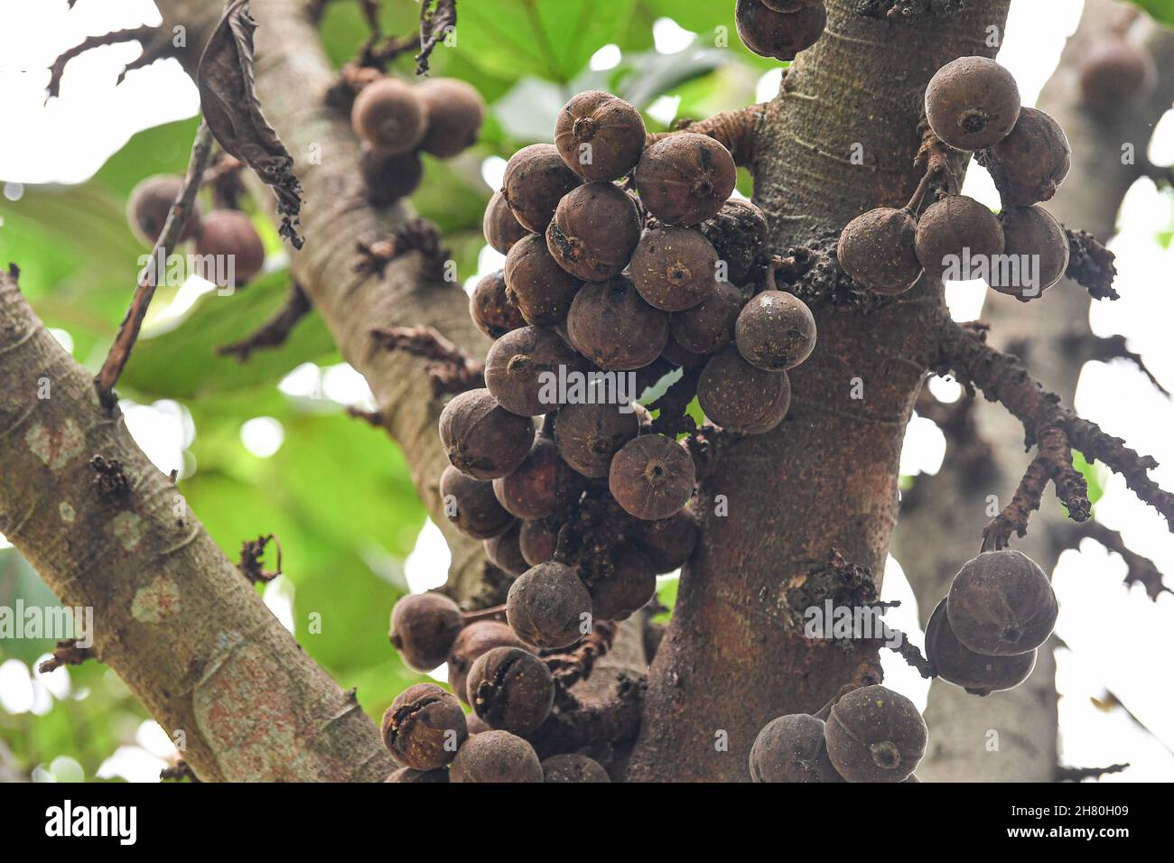 Ficus auriculata hi-res stock photography and images - Alamy