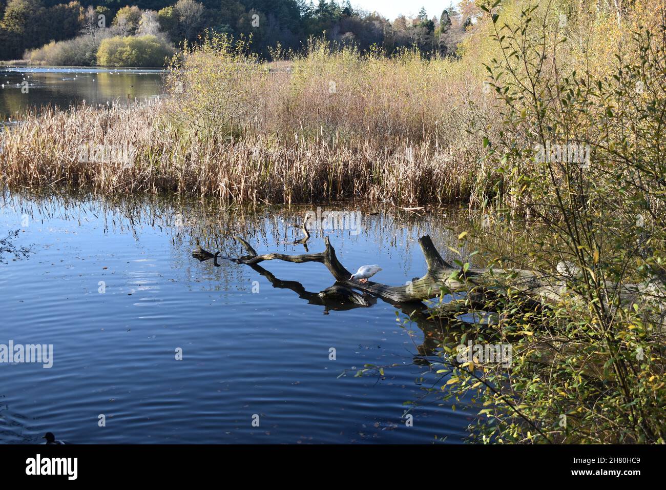 Meandering Stover Park taking in the wildlife and fish in the lake ...