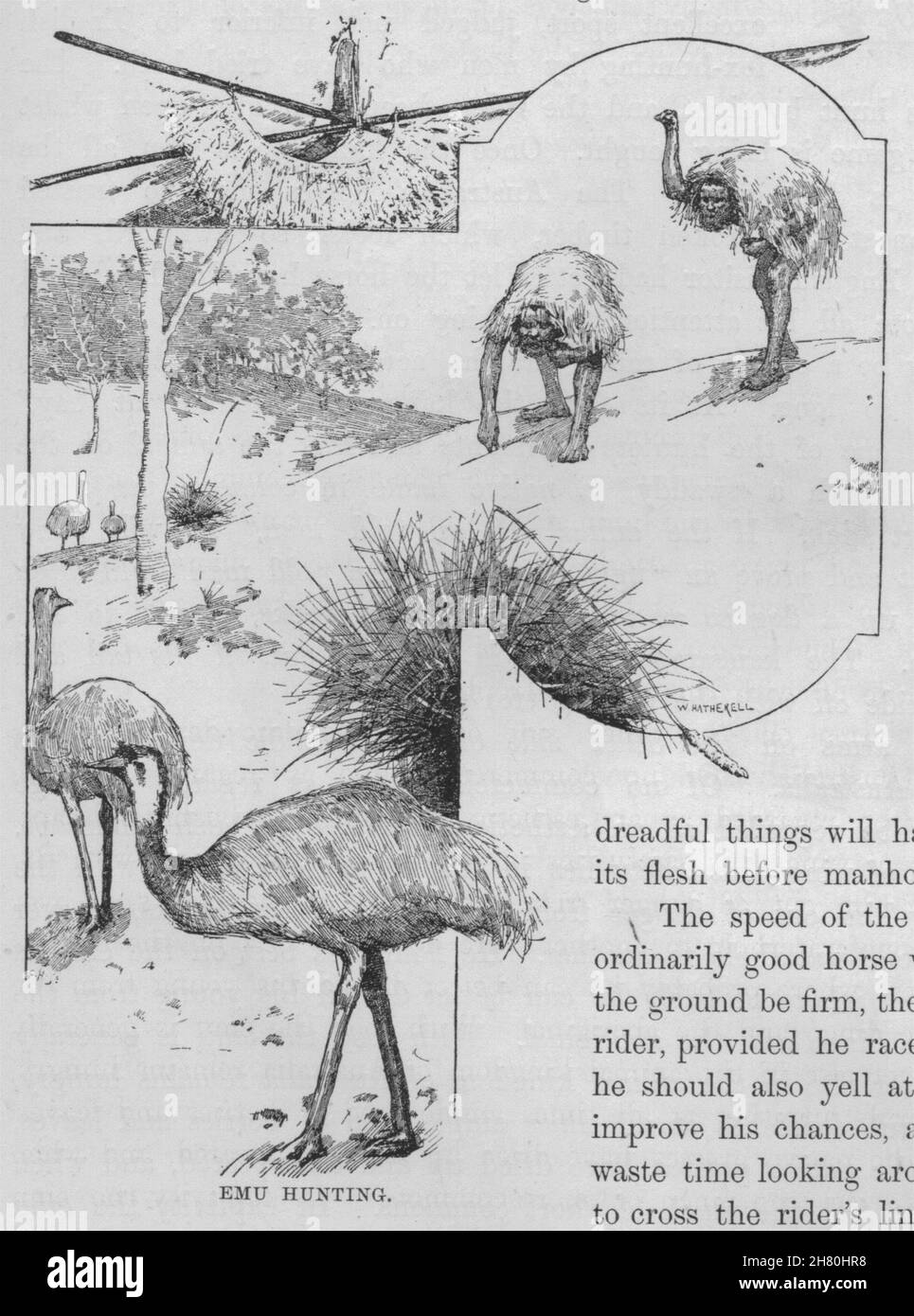 Emu Hunting. Australia 1890 old antique vintage print picture Stock ...