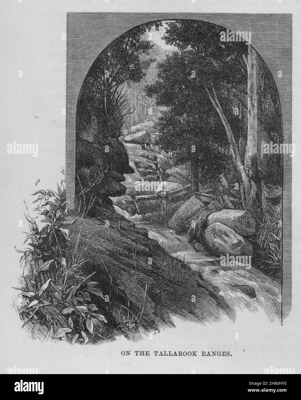 On the Tallarook Ranges. Australia 1890 old antique vintage print ...