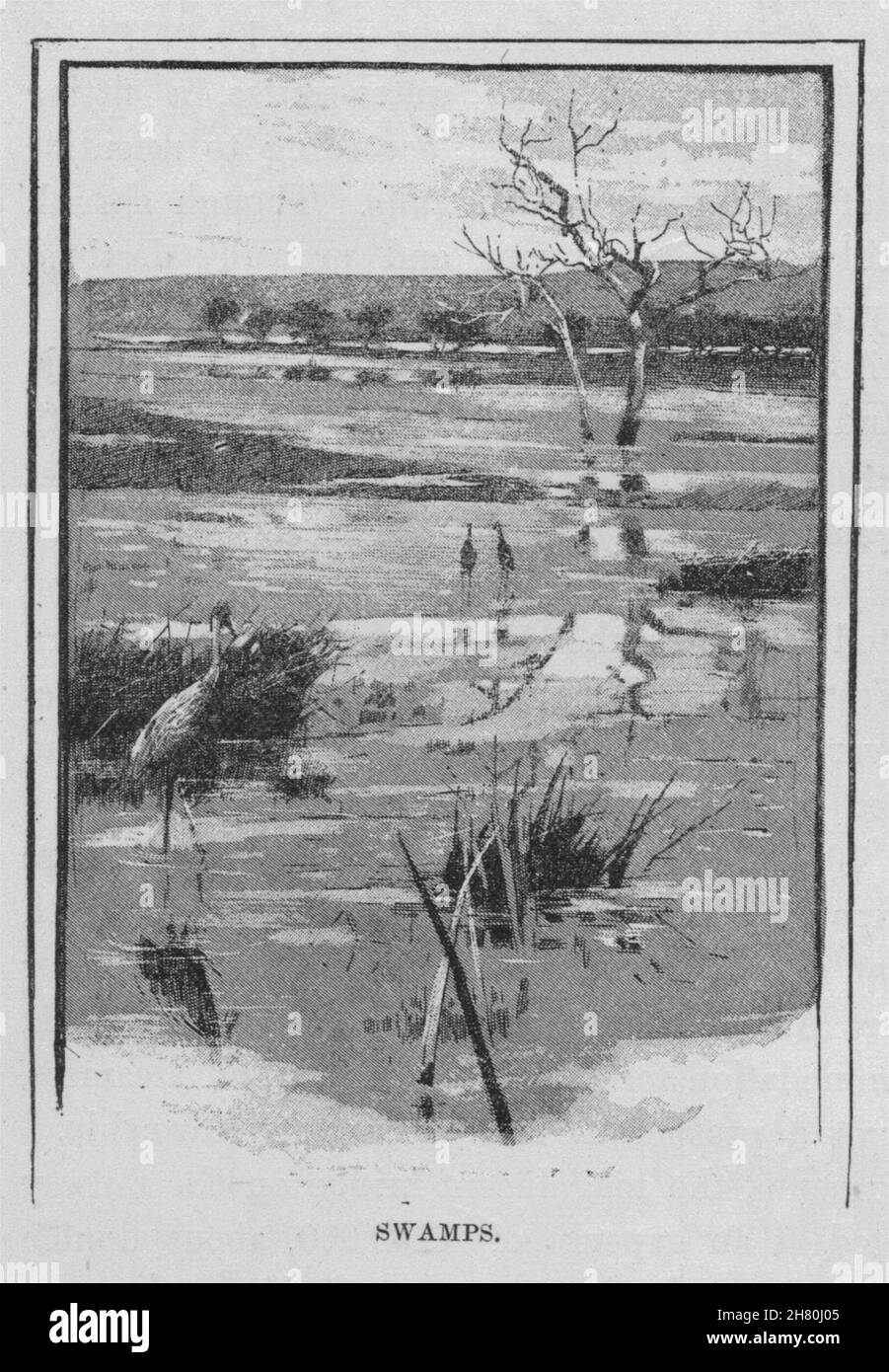 Swamps. The Murray river basin. Australia 1890 old antique print ...