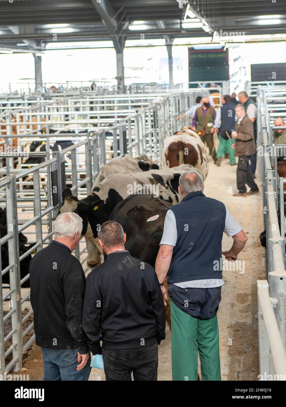 Auction market farmers cattle mart hi-res stock photography and images ...