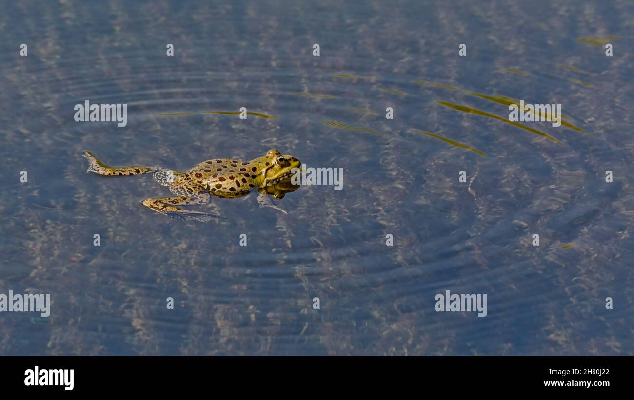 SIngle frog in a pool, in Bourgoyen nature reserve, Flanders, Belgium ...