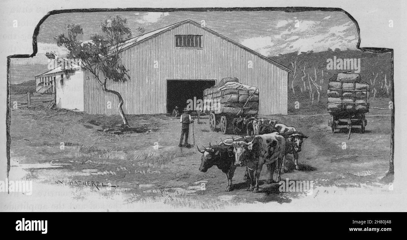 Wool Shed. Sheep farming. Australia 1890 old antique vintage print ...