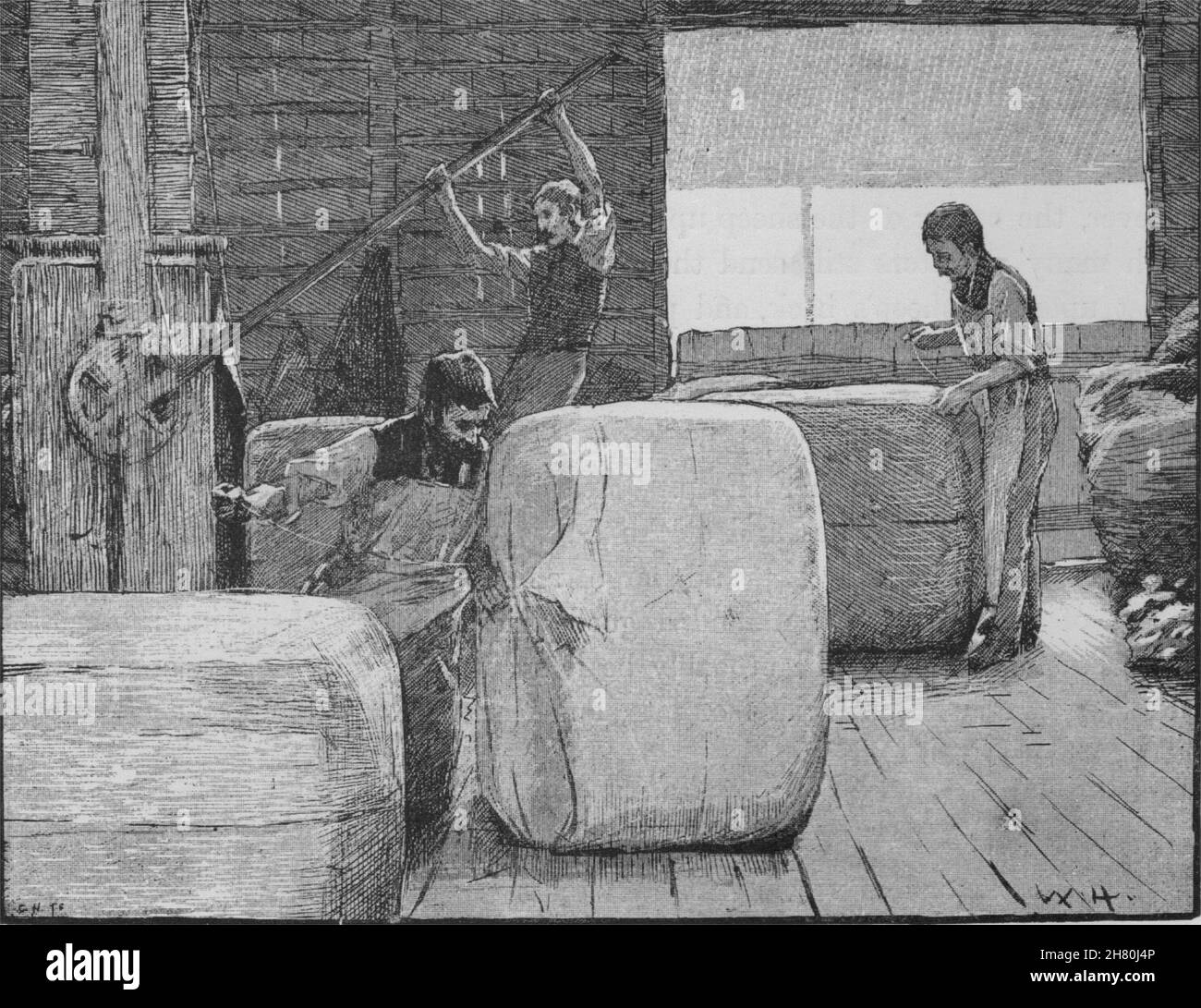 Packing. Sheep farming. Australia 1890 old antique vintage print ...