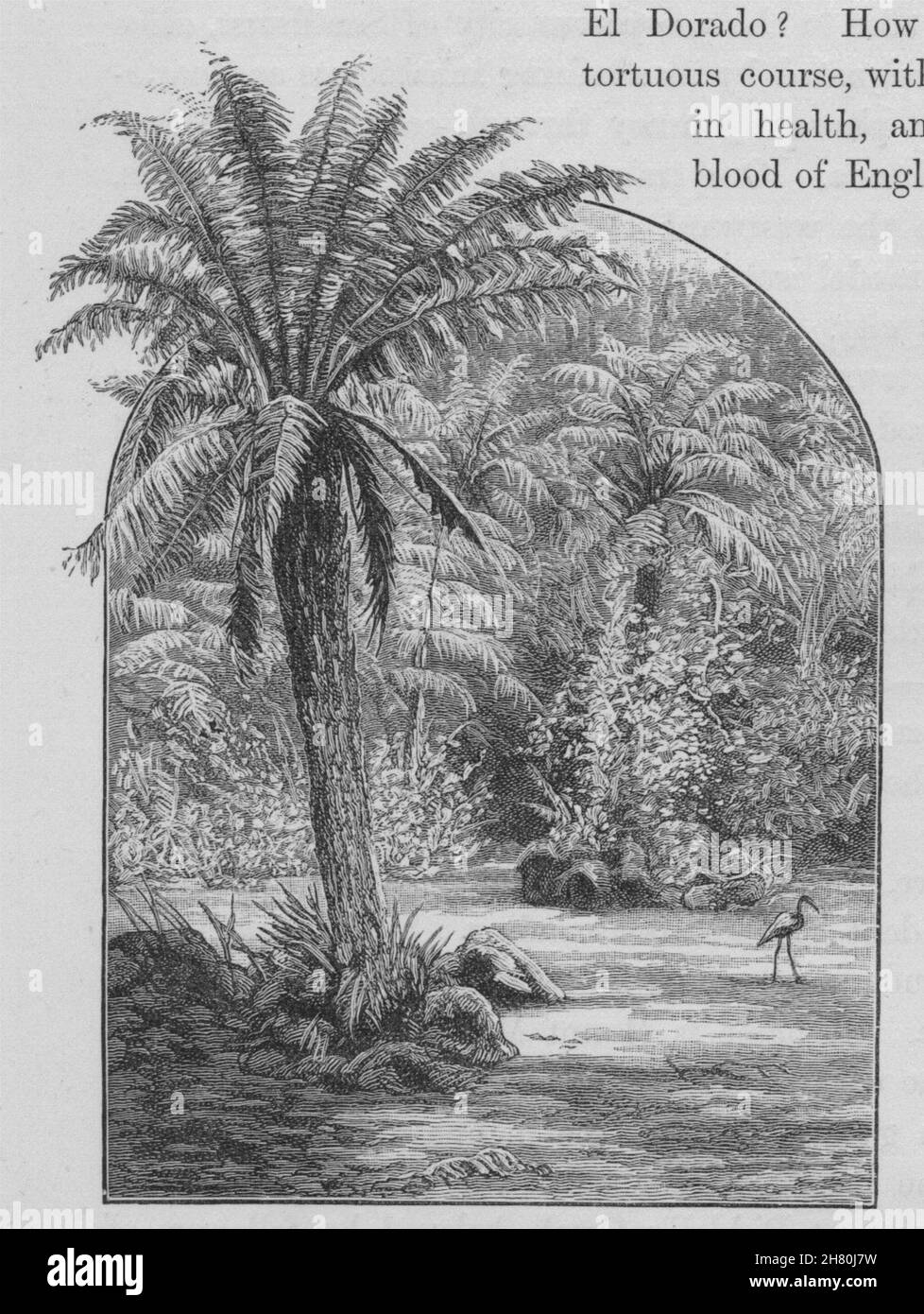 The Fernery. Sandhurst. Australia 1890 old antique vintage print ...