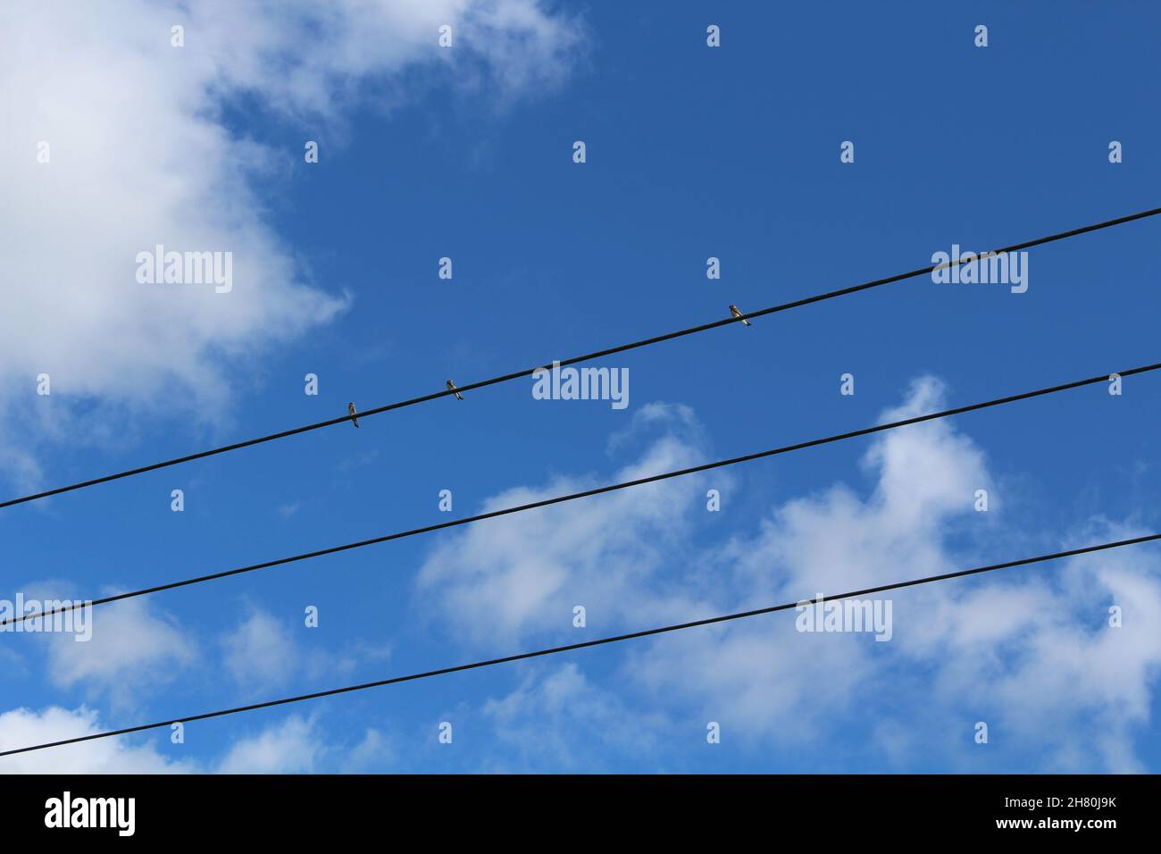 Three power lines set against a light blue sky with clouds. Three ...