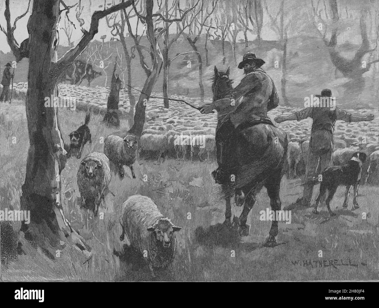 Mustering Sheep. Sheep farming. Australia 1890 old antique print ...