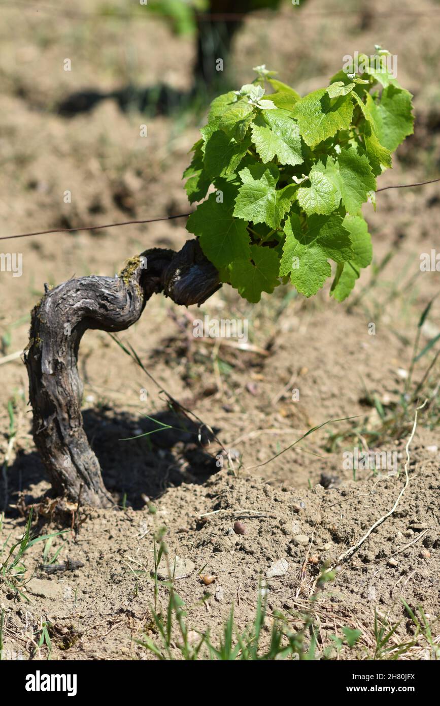 A small grape bush in a plantation with green leaves Stock Photo - Alamy