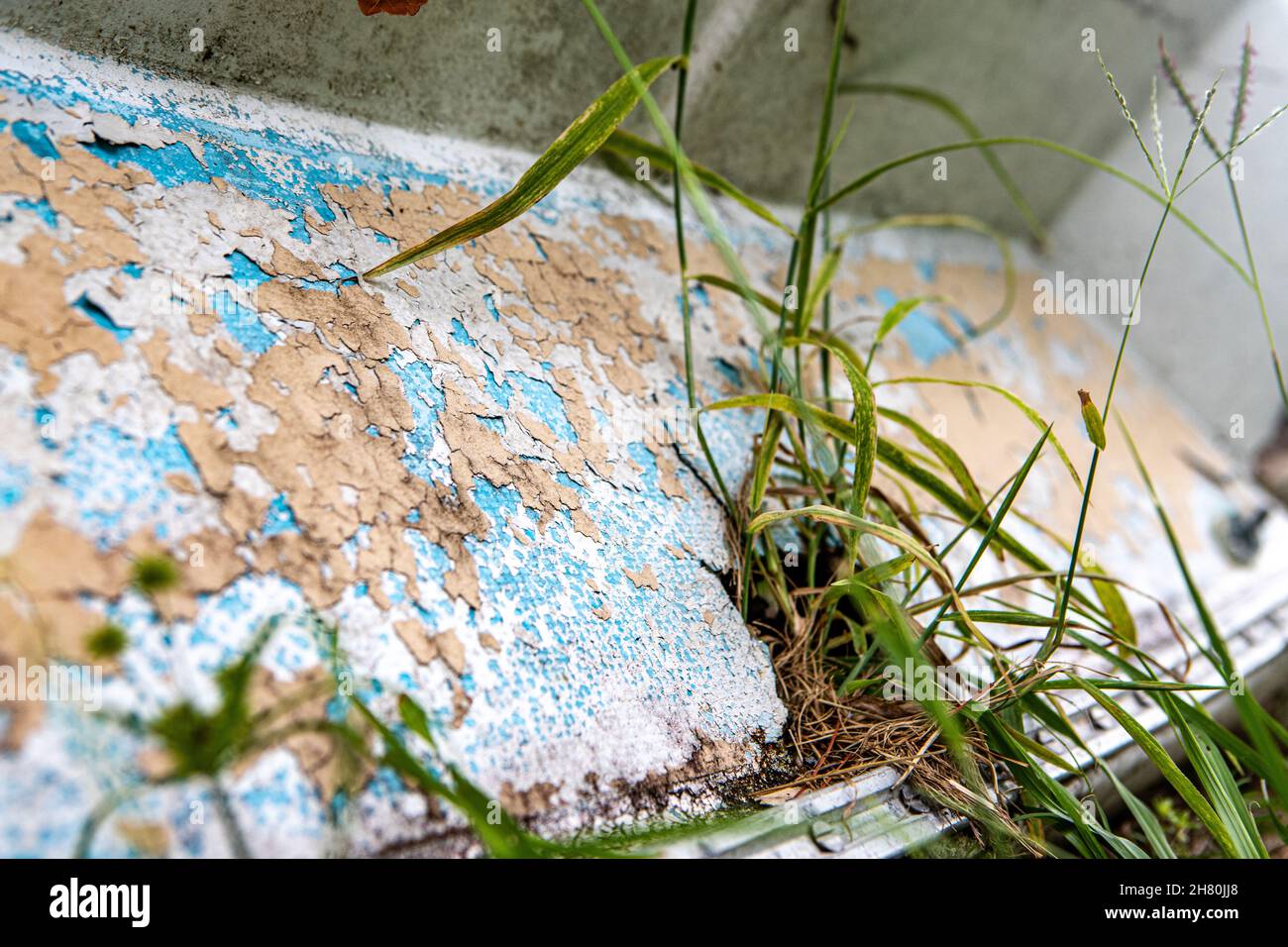 Texture of an old brown and blue chipped paint with weeds Stock Photo ...