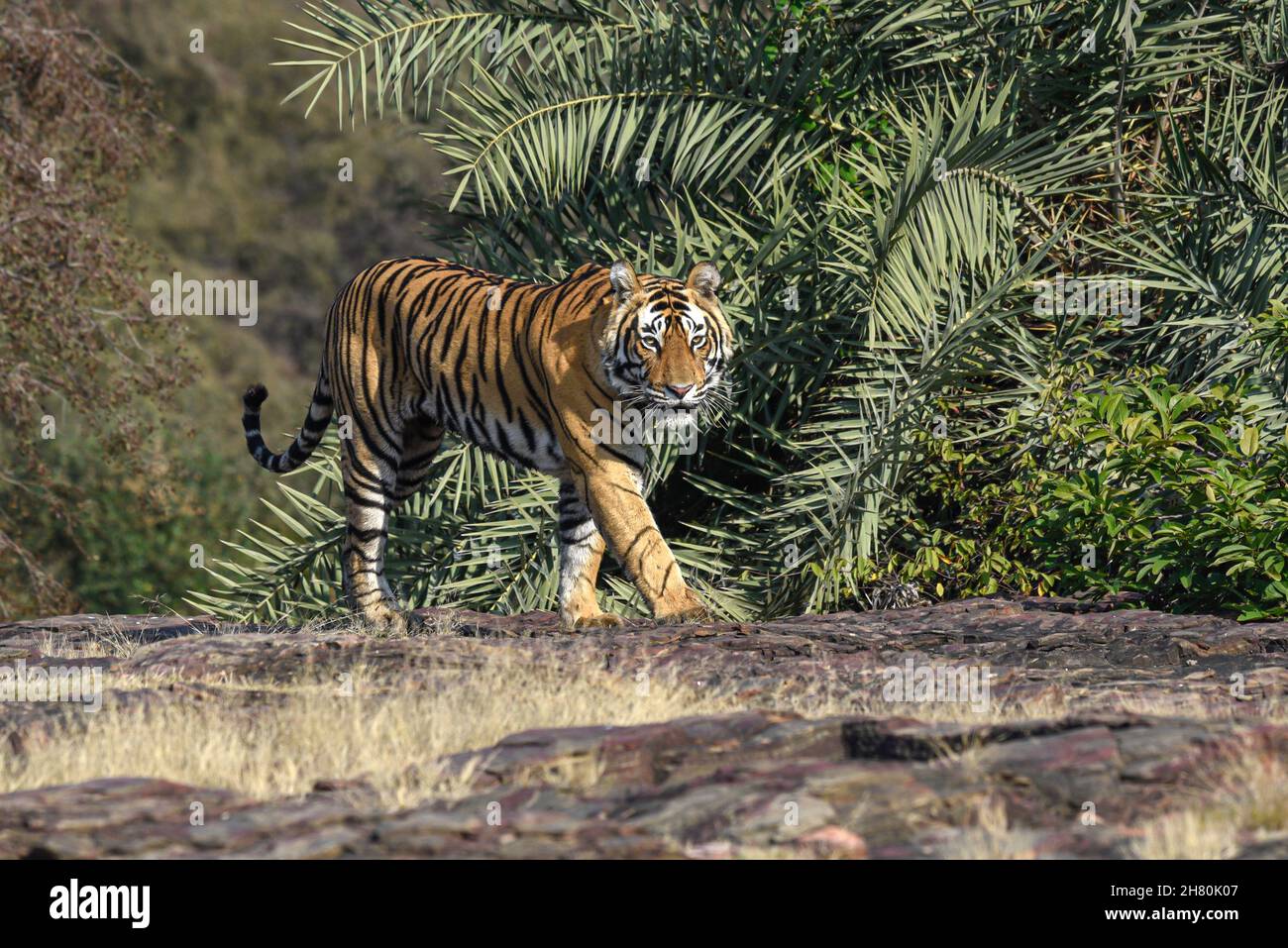 Tiger on move hi-res stock photography and images - Alamy
