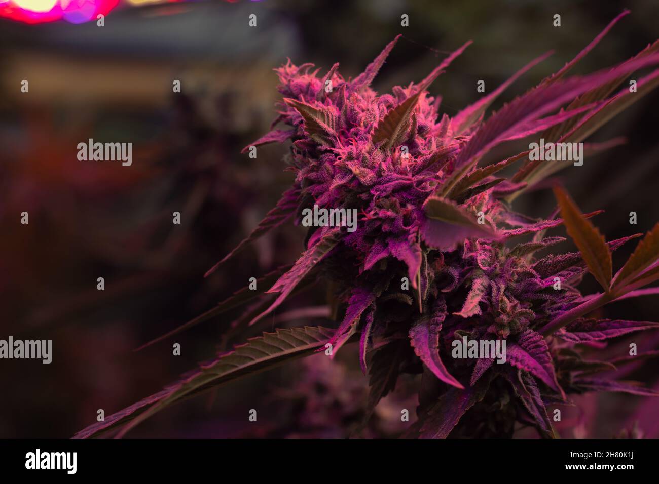 Beautiful macro shot of a purple Marijuana plant shrub on a blurry ...
