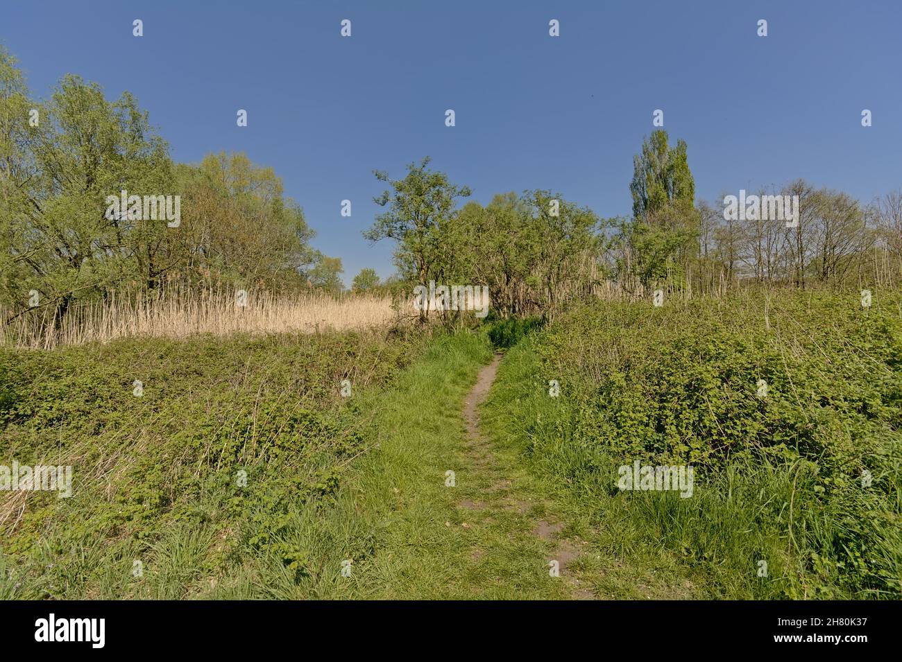 Landscape with lush green spring trees and reed field in the wetlands ...