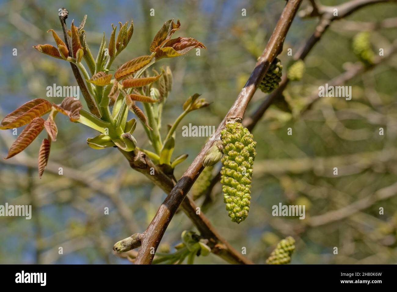Walnut flower buds hi-res stock photography and images - Alamy