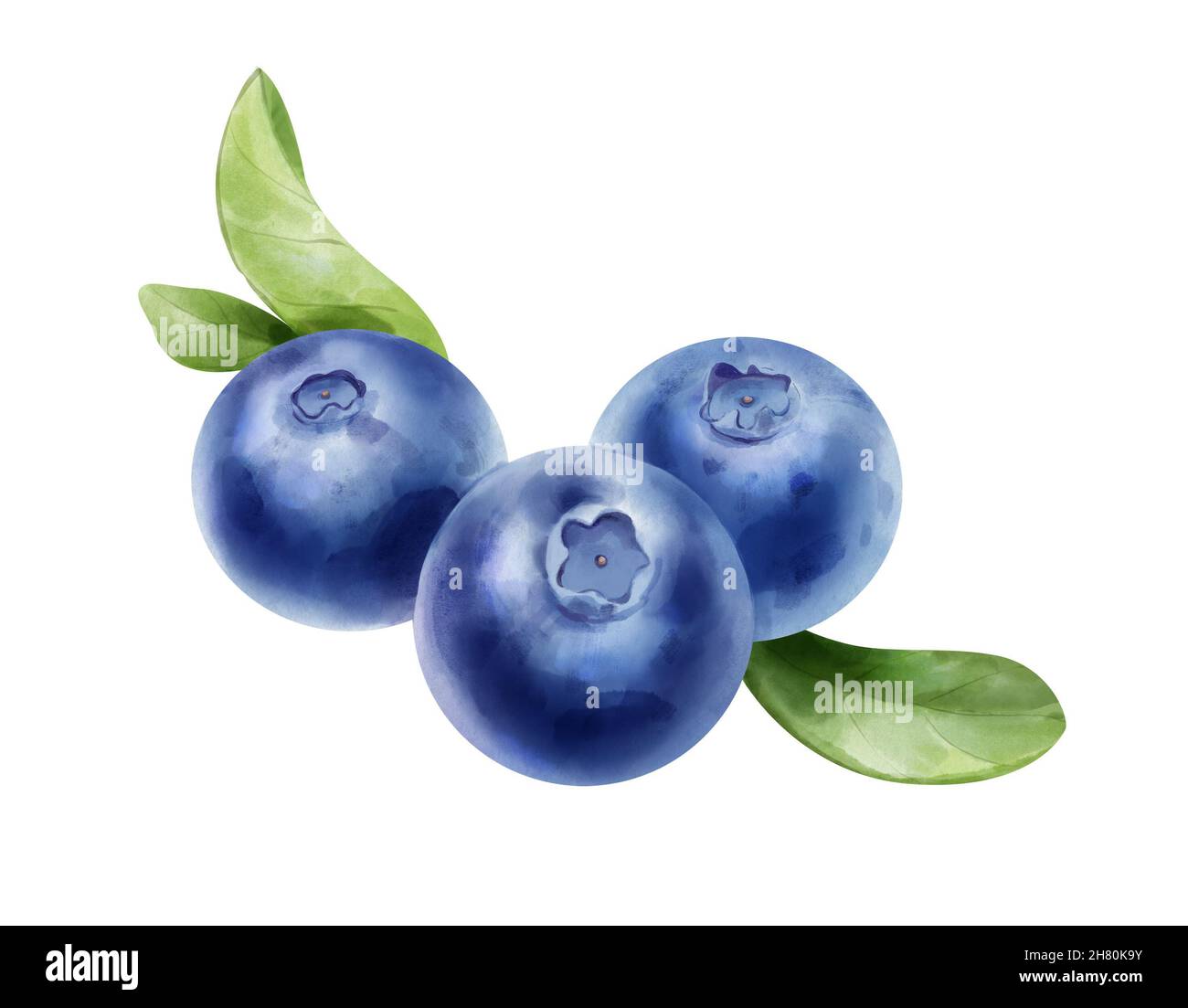Hand drawn watercolor painting blueberry on white background. Berry ...