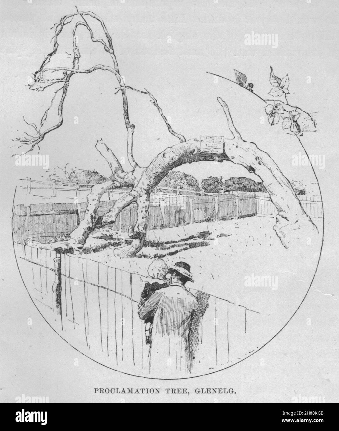 Proclamation Tree, Glenelg. Adelaide. Australia 1890 old antique print ...