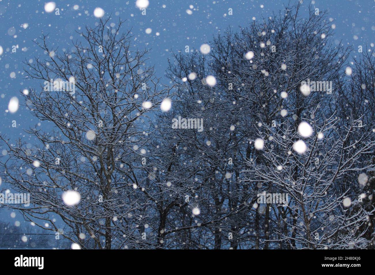 Snow falling in front of snow dusted deciduous trees with no leaves ...