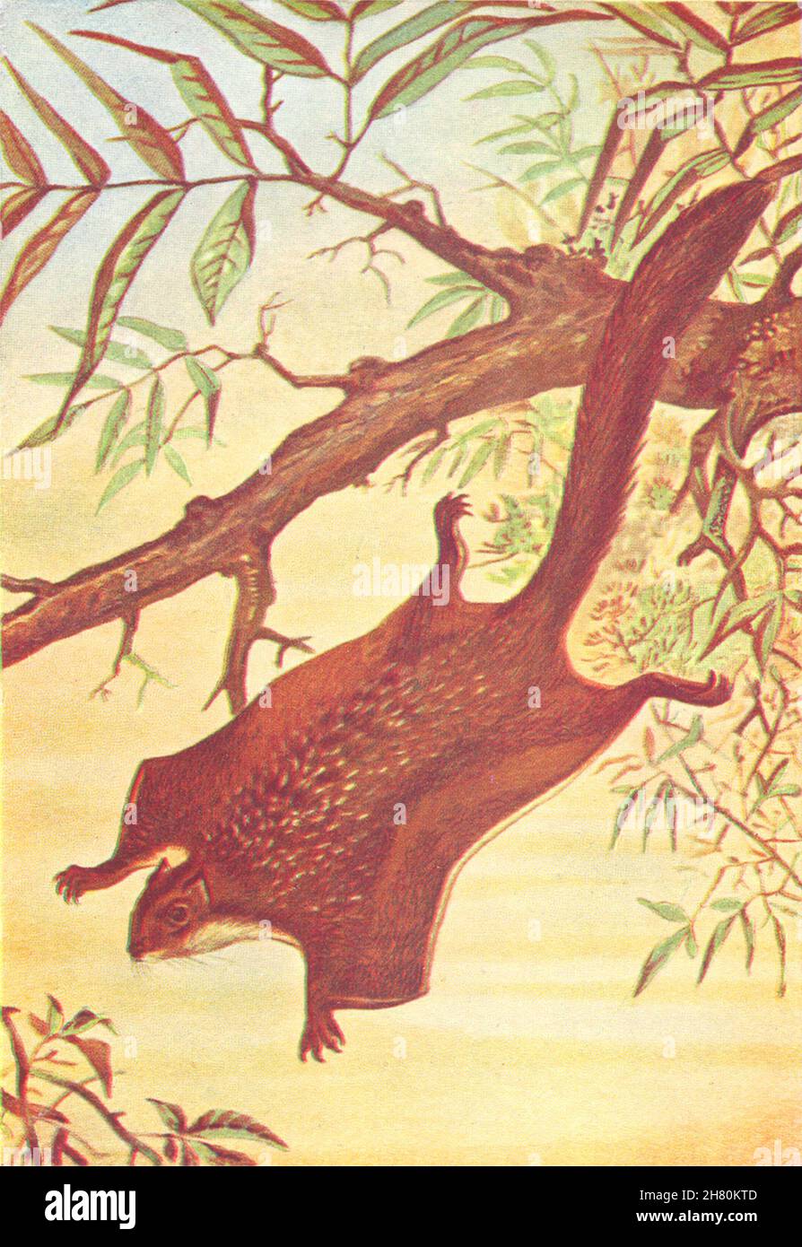 AIRCRAFT. The flight of animals. Flying Squirrel 1930 old vintage print ...