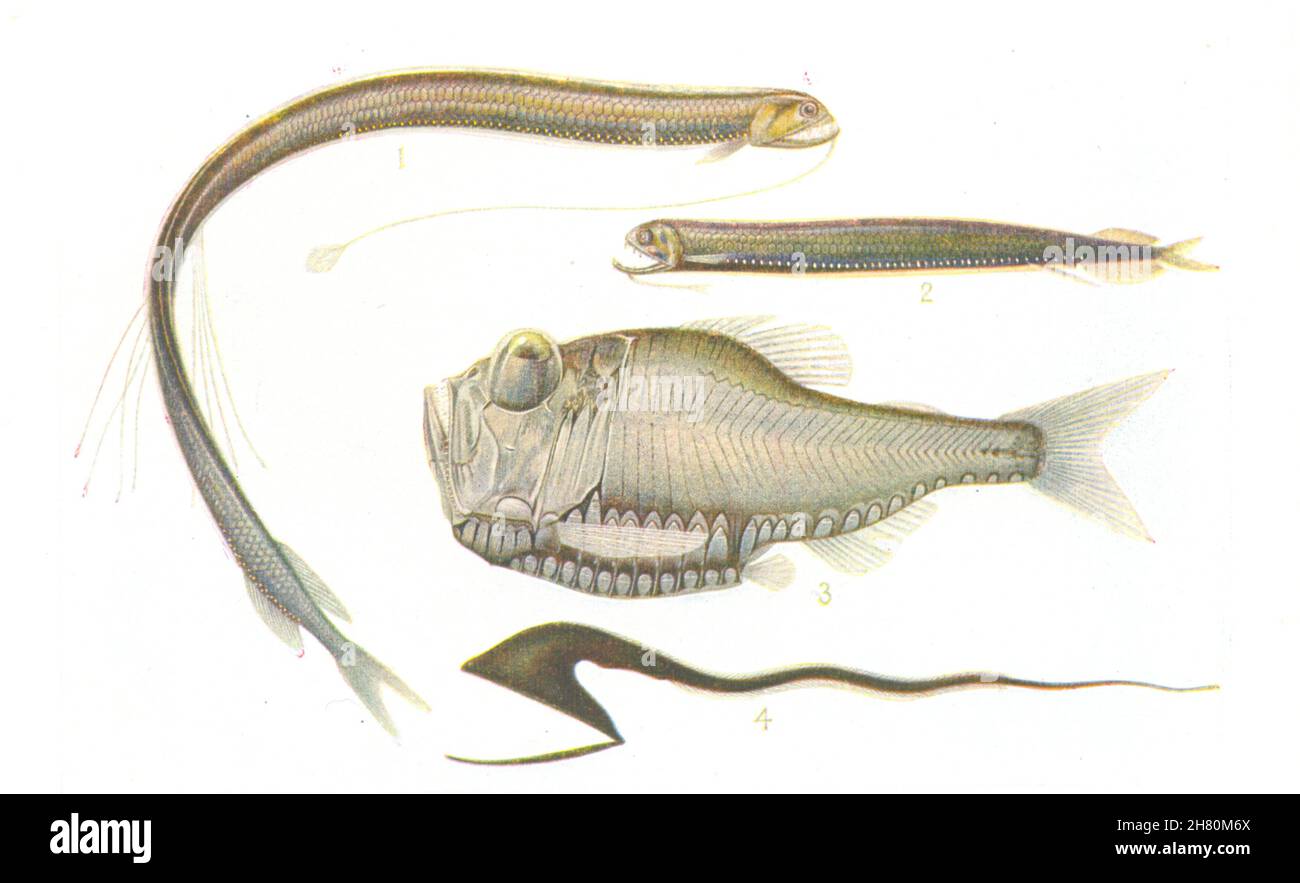 Macrostomias hi-res stock photography and images - Alamy